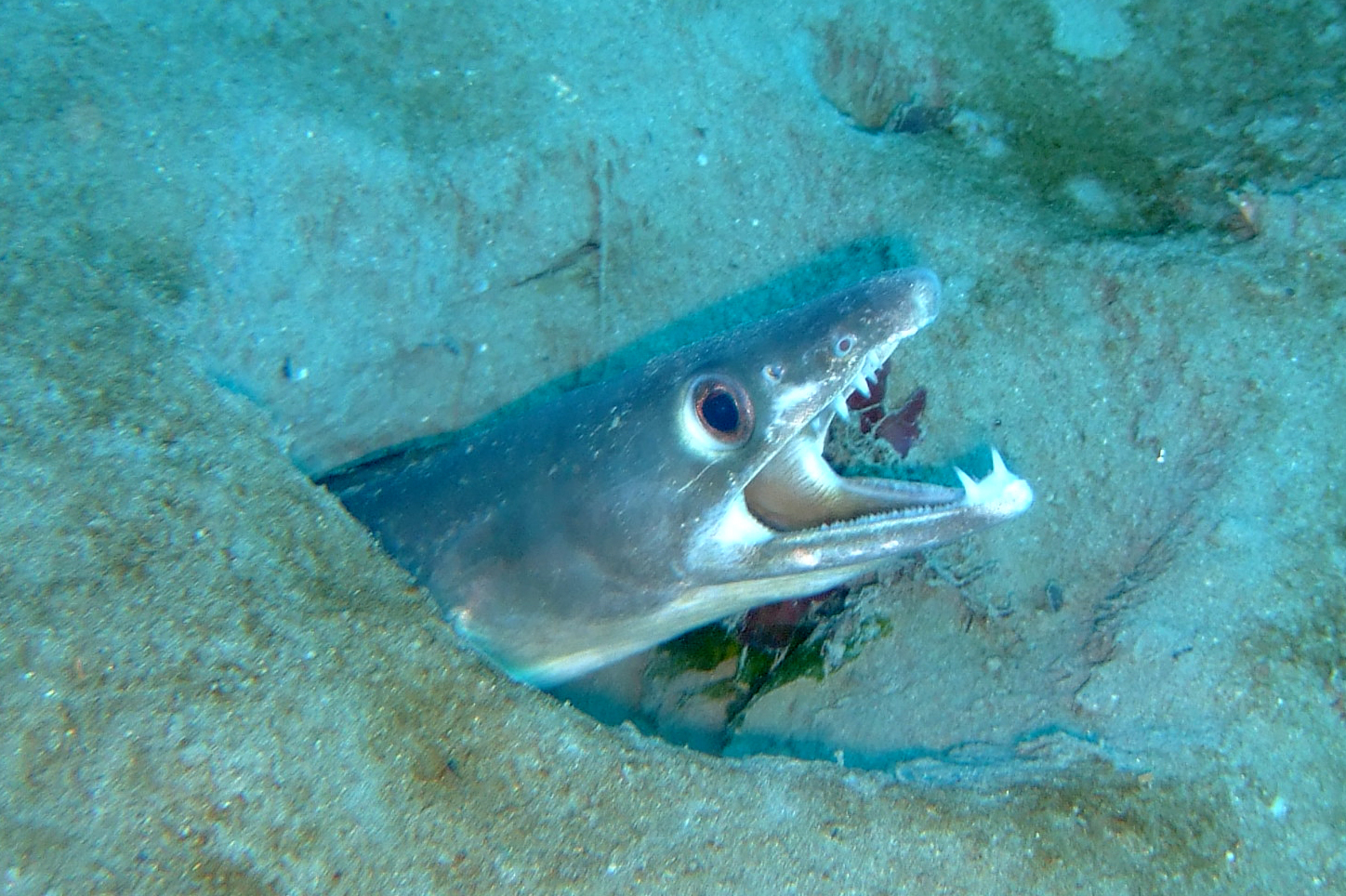 ハモの水中写真(hamo)